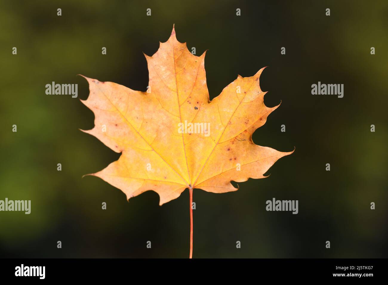 Close up maple leaf hi-res stock photography and images - Alamy