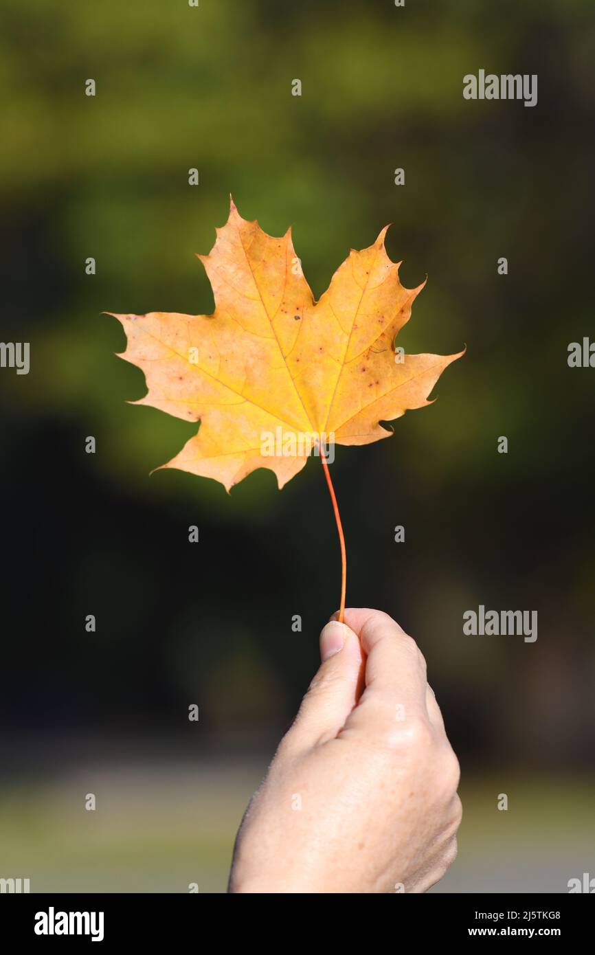 Close up maple leaf hi-res stock photography and images - Alamy