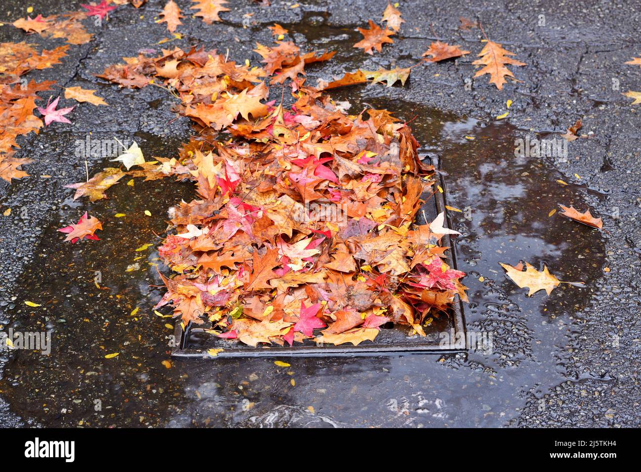 Storm drain blocked by fallen leaves Stock Photo - Alamy