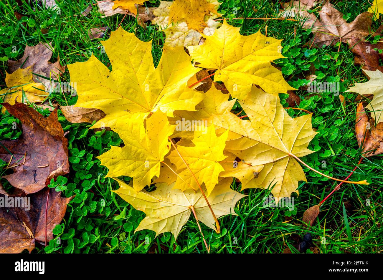 Yellow variegated leaf hi-res stock photography and images - Alamy