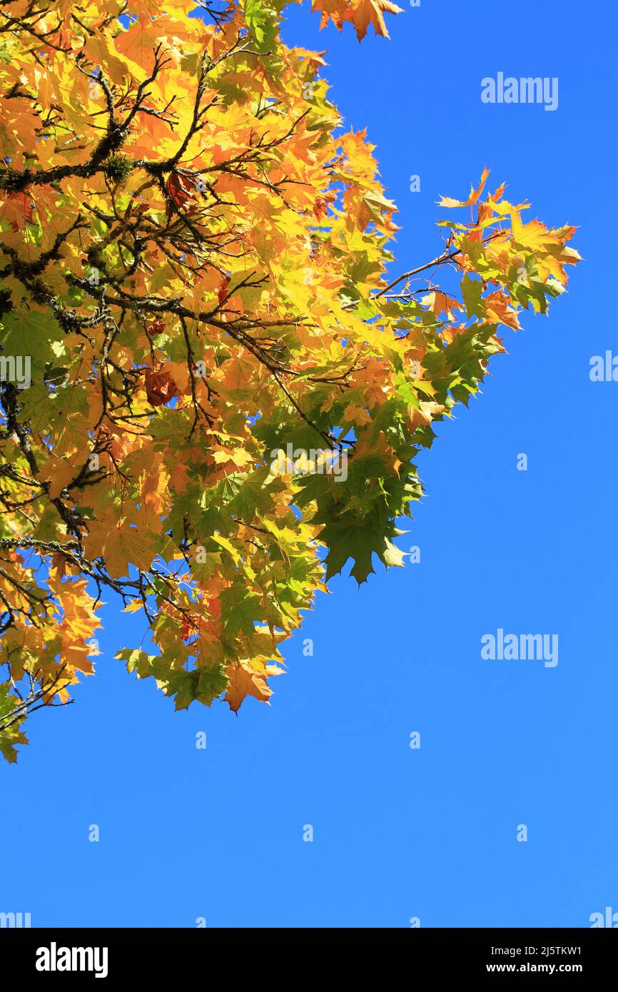 Colored maple leaf hi-res stock photography and images - Alamy