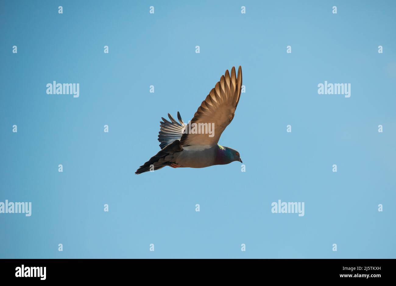 Pigeon in flight Stock Photo - Alamy