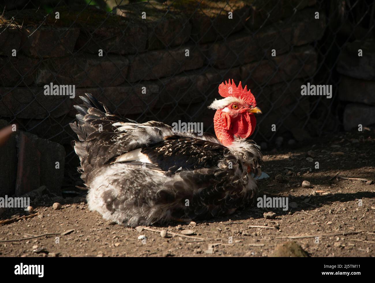 Hen trying to catch the sun Stock Photo - Alamy