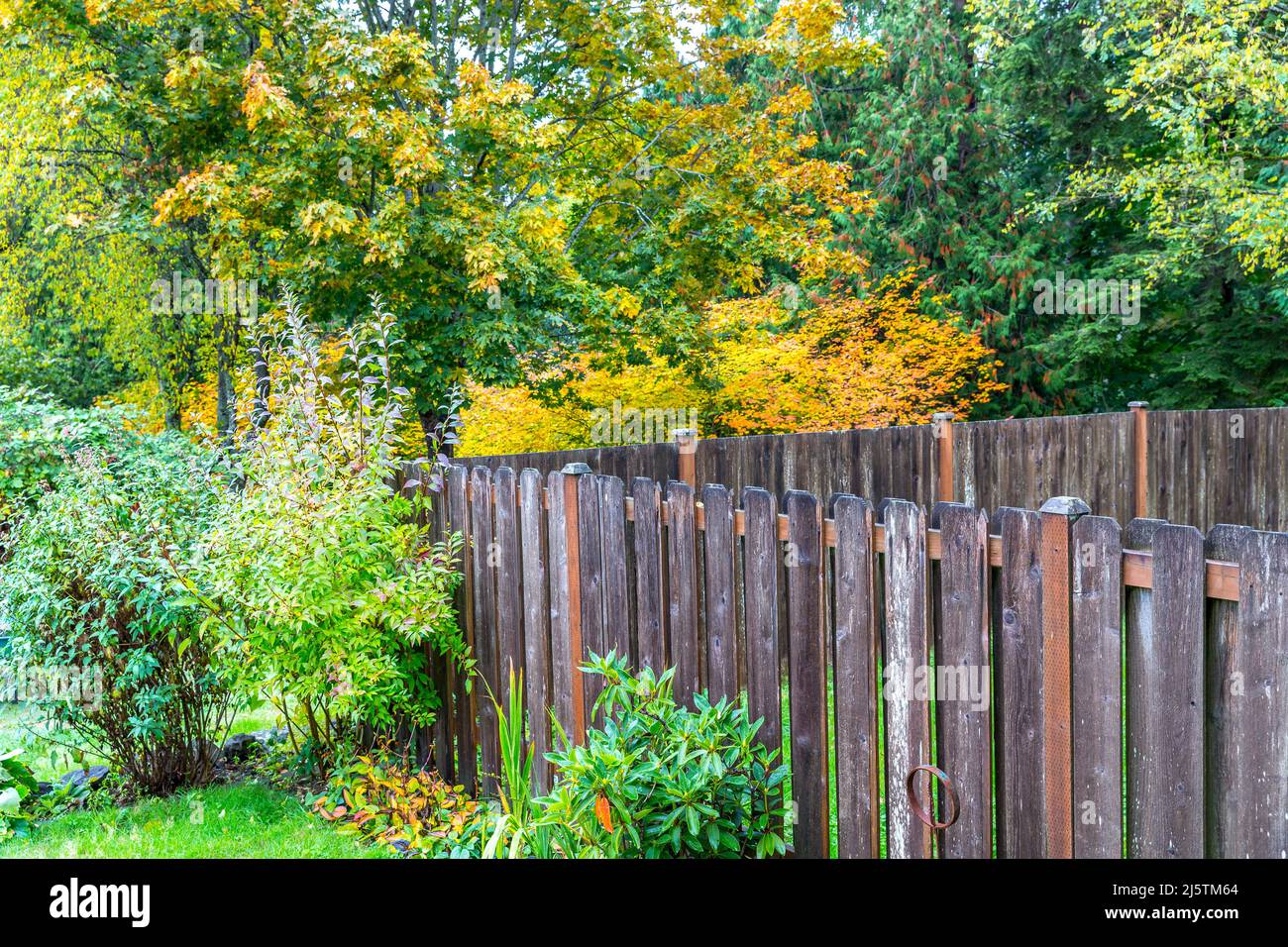 Trees changing color in autumn Stock Photo - Alamy