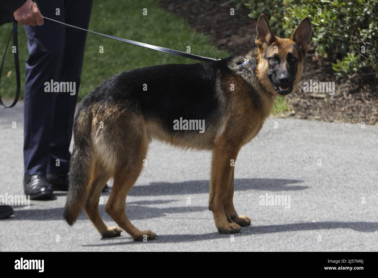 Biden walks with his dog commander hi-res stock photography and images ...