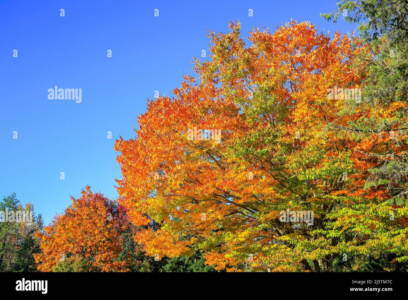 Fall scene backgrounds hi-res stock photography and images - Alamy