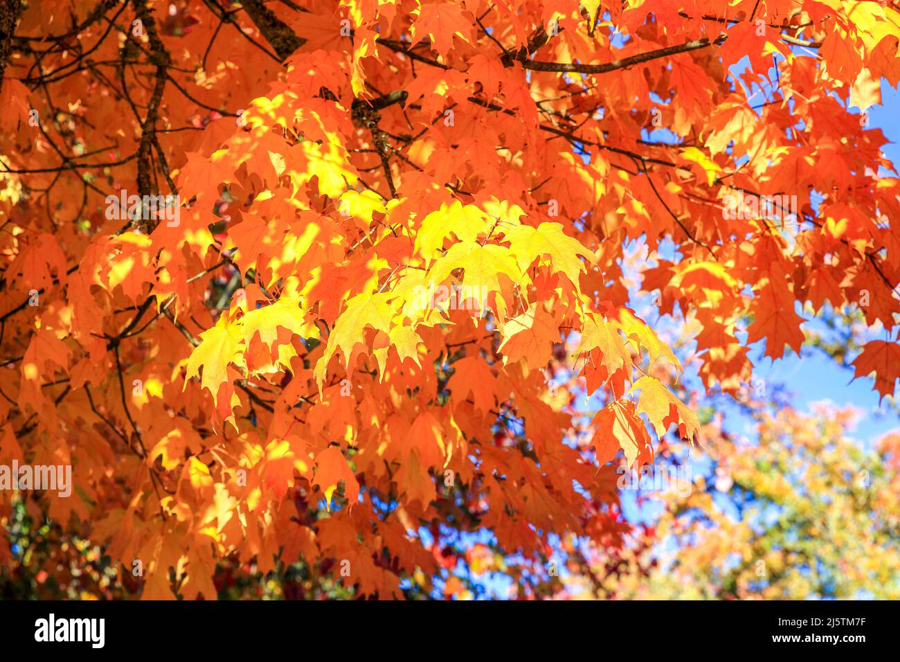 Close up view maple tree hi-res stock photography and images - Alamy