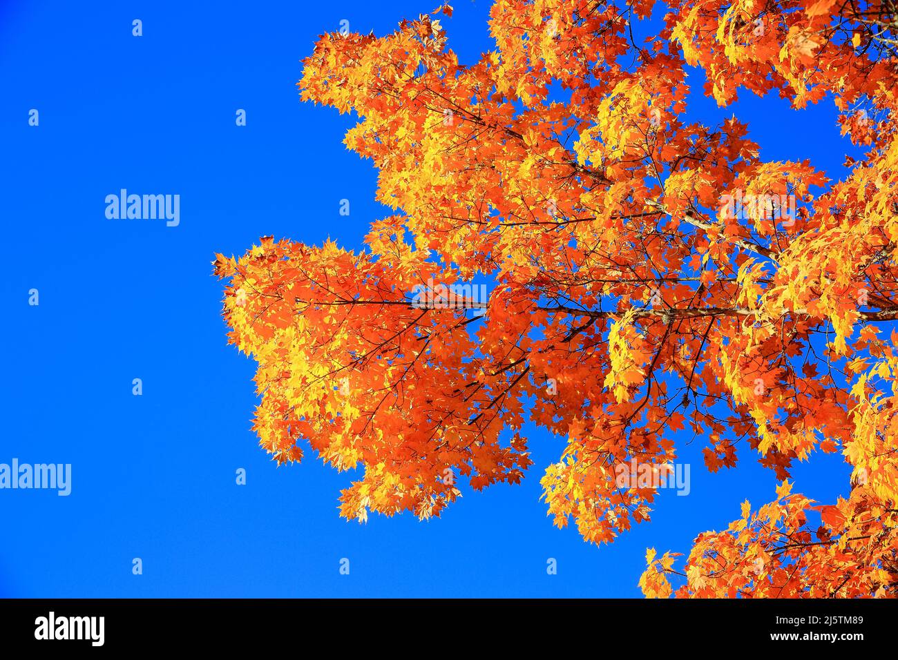 Autumn scene maple tree hi-res stock photography and images - Alamy