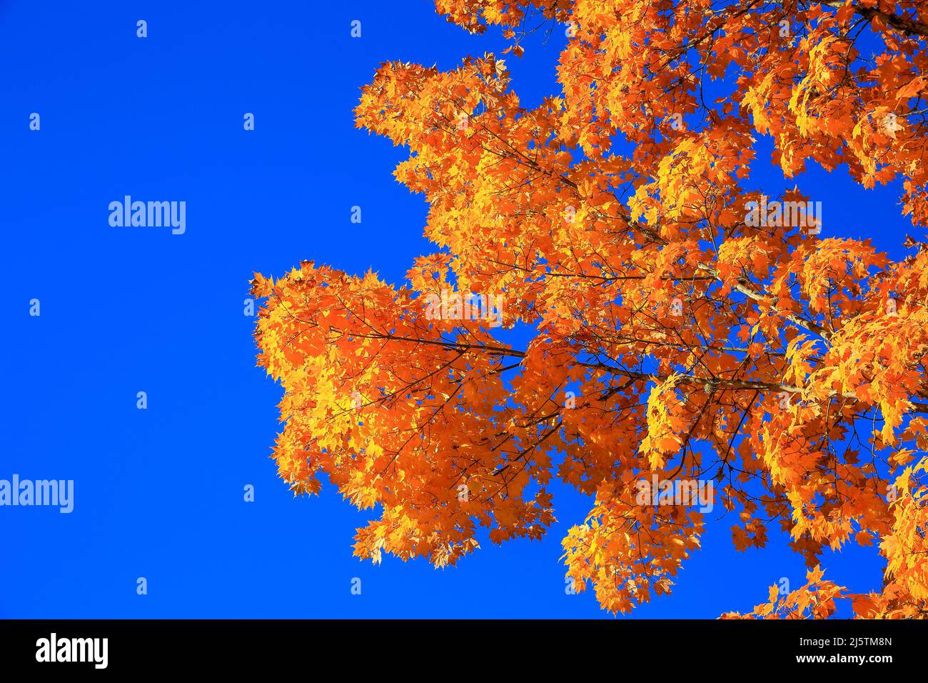 Tree landscape with nature and maple tree environment hi-res stock ...