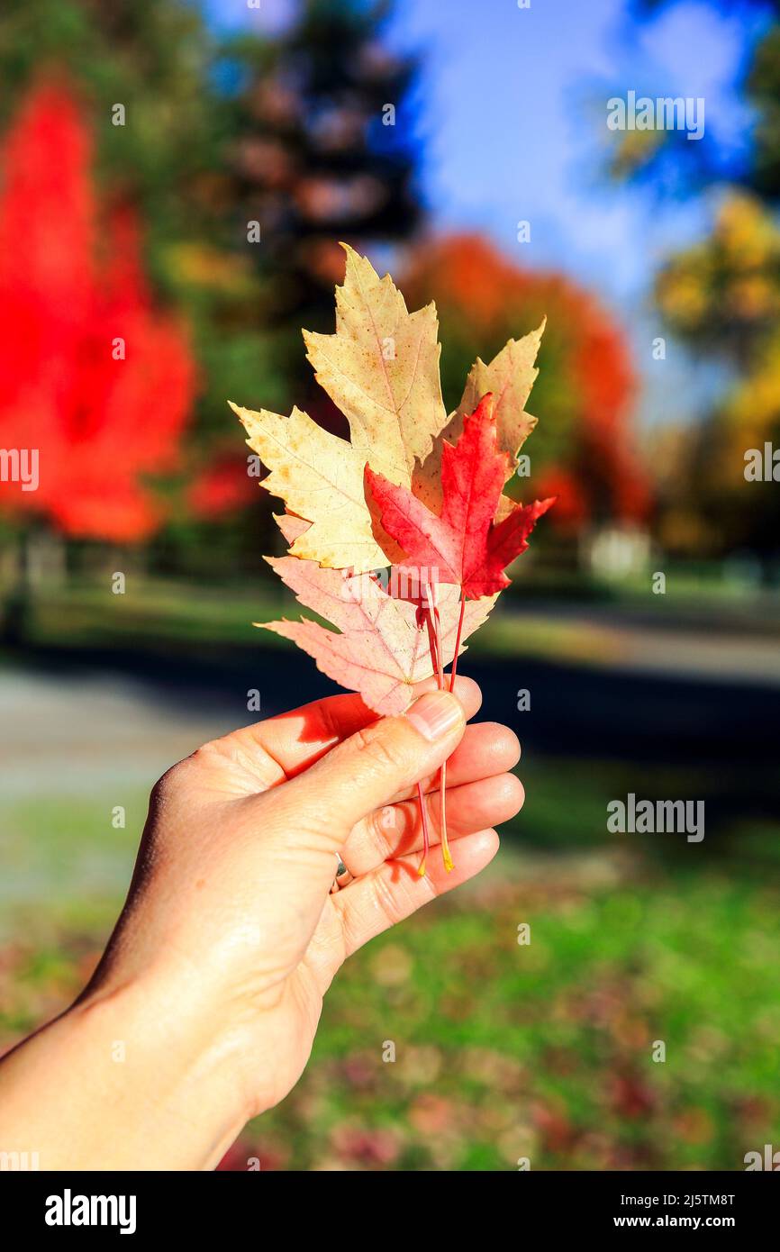 Female hand red autumn leaves hi-res stock photography and images - Alamy