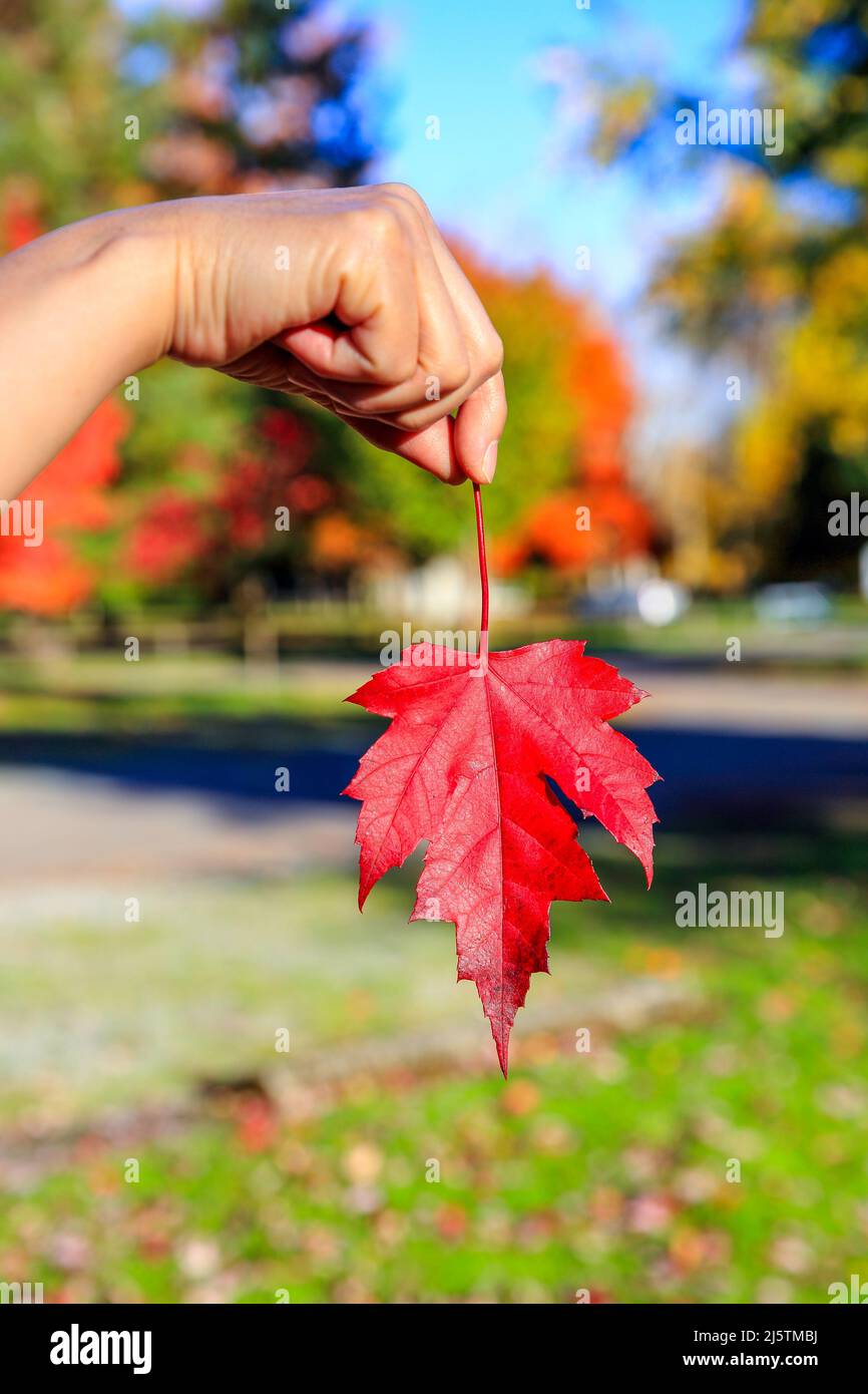 Female Hand Holding Japanese Maple Leaf in Sunny Weather Stock Photo ...