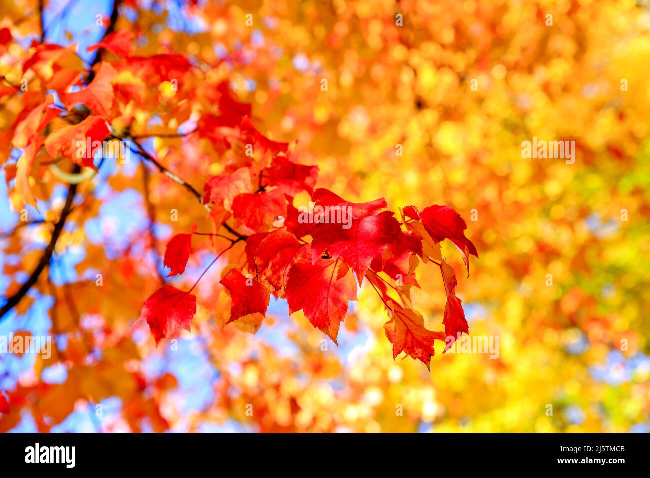 Autumn Color Leaves Stock Photo - Alamy