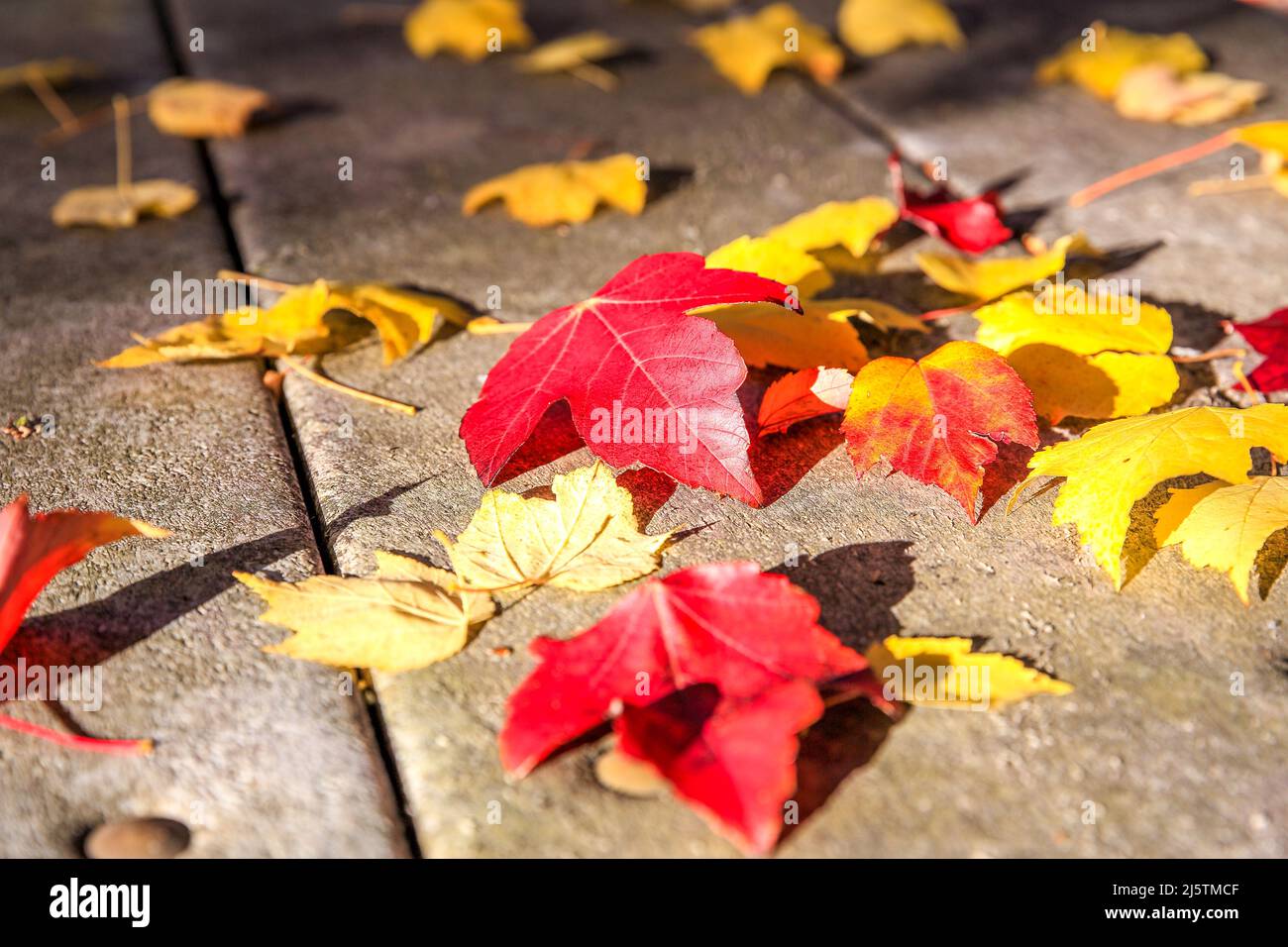 Multi colored autumn leaf hi-res stock photography and images - Alamy