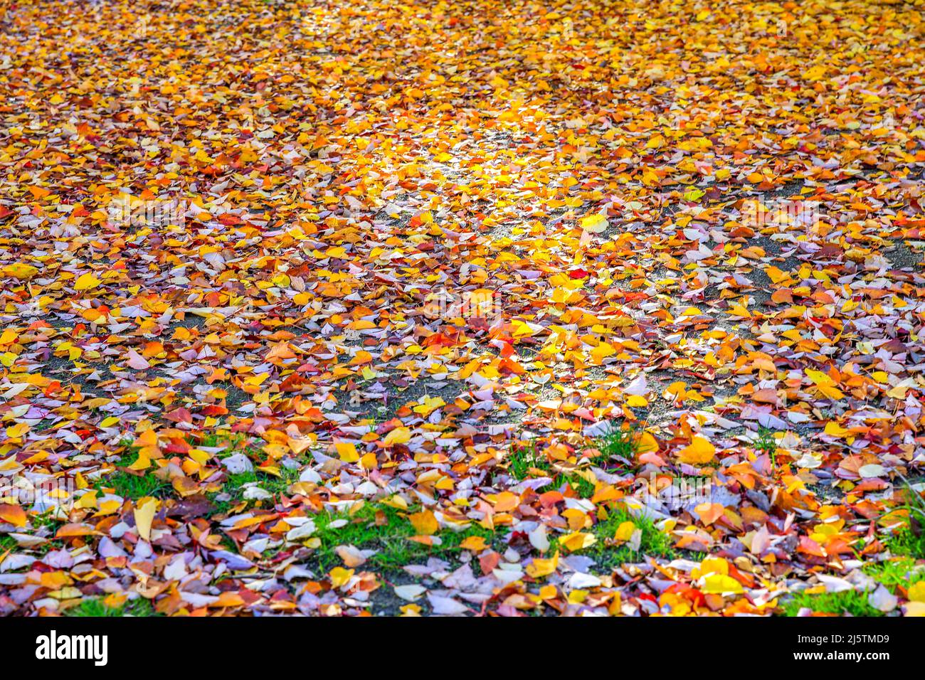 Autumn Color Backgrounds Stock Photo - Alamy