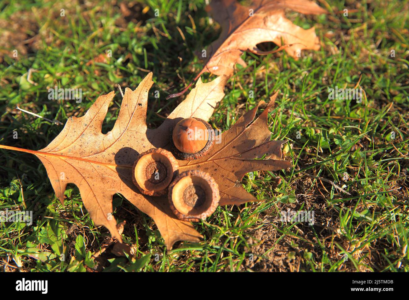 Autumn Leaves with Acorns Stock Photo - Alamy