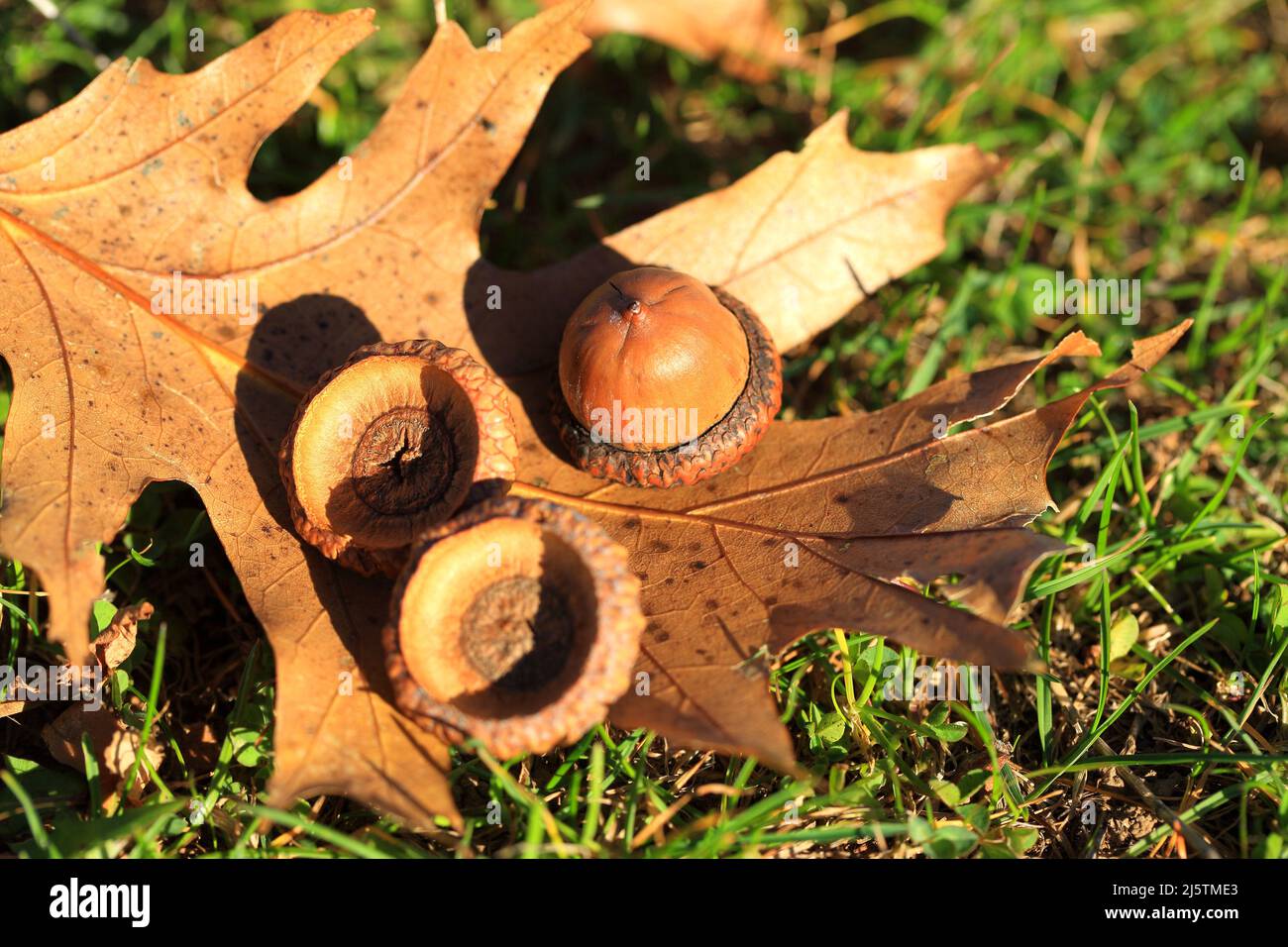 Autumn Leaves with Acorns Stock Photo - Alamy