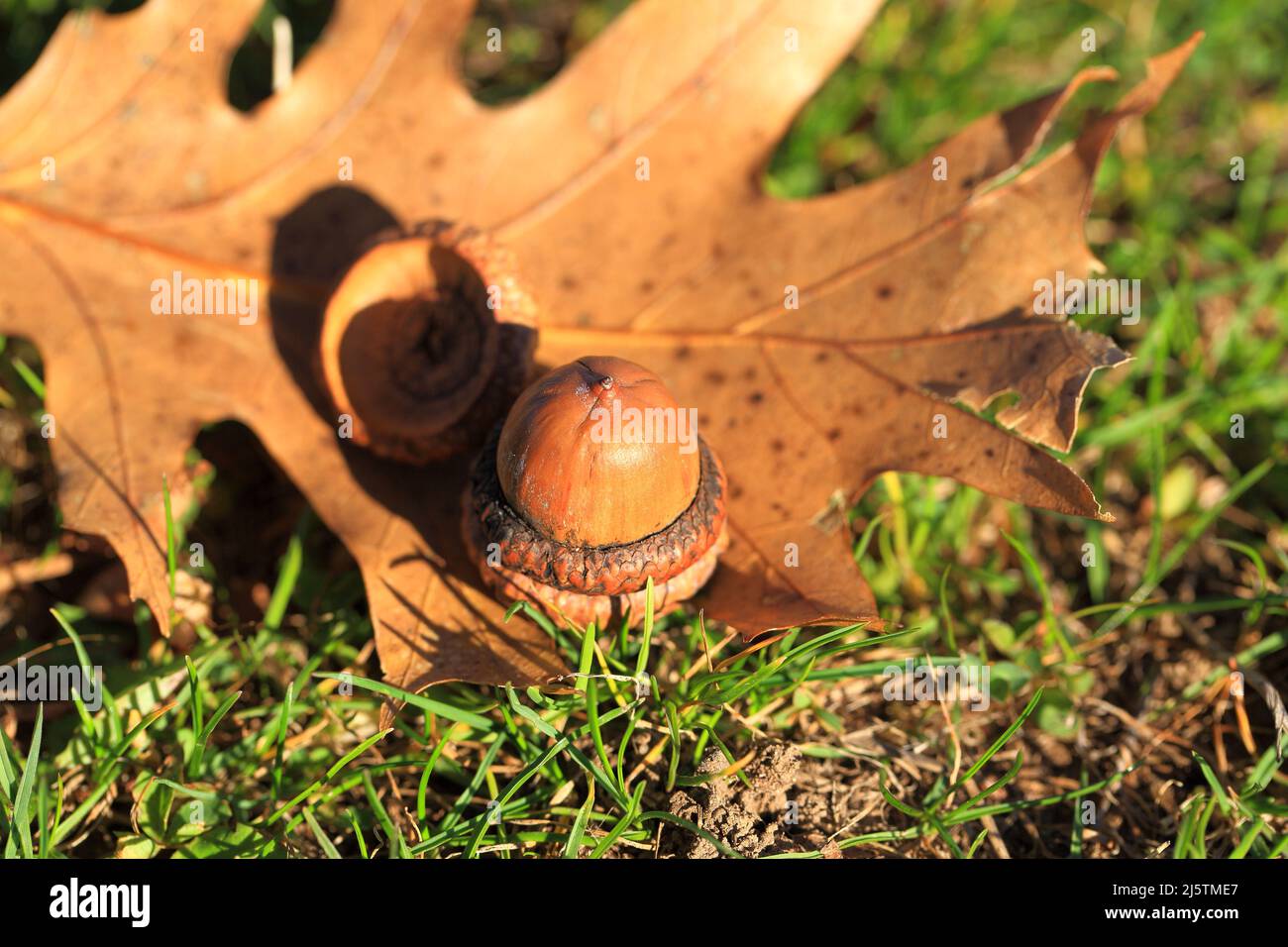 Autumn Leaves with Acorns Stock Photo - Alamy
