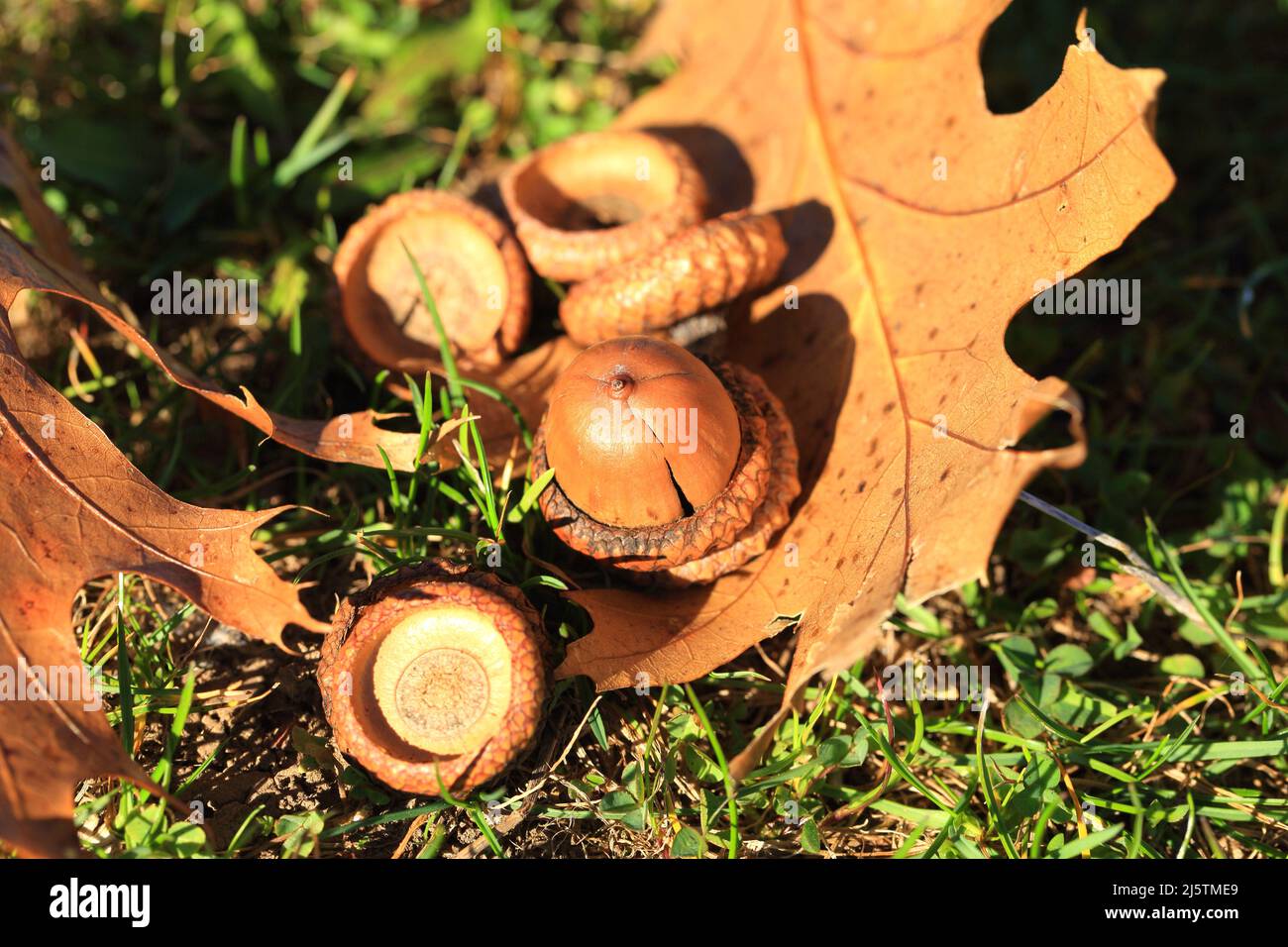 Autumn Leaves with Acorns Stock Photo - Alamy