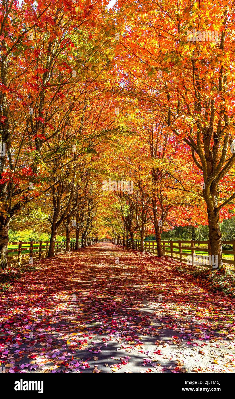 Tree-Lined Driveway During Fall Season Stock Photo - Alamy