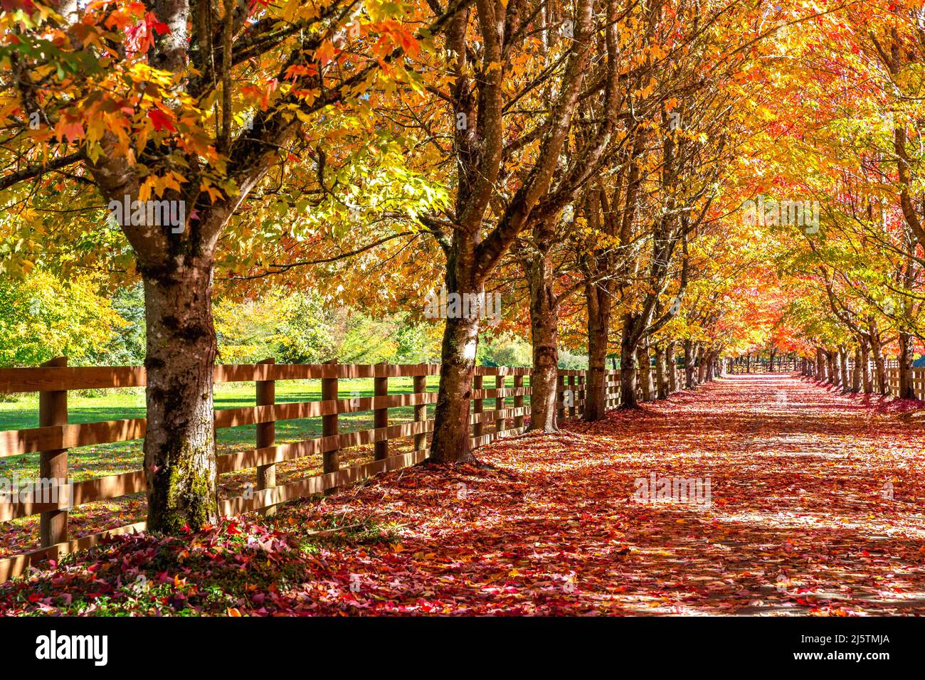Treelined driveway hi-res stock photography and images - Alamy