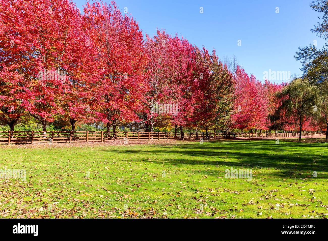 Multi trunk tree hi-res stock photography and images - Alamy