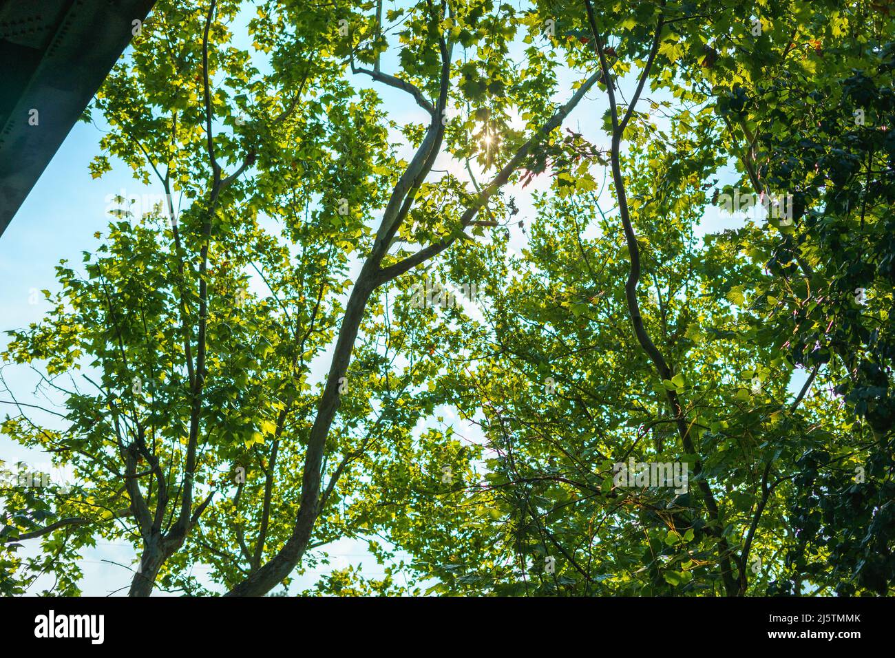 Sun through wood branches time hi-res stock photography and images - Alamy