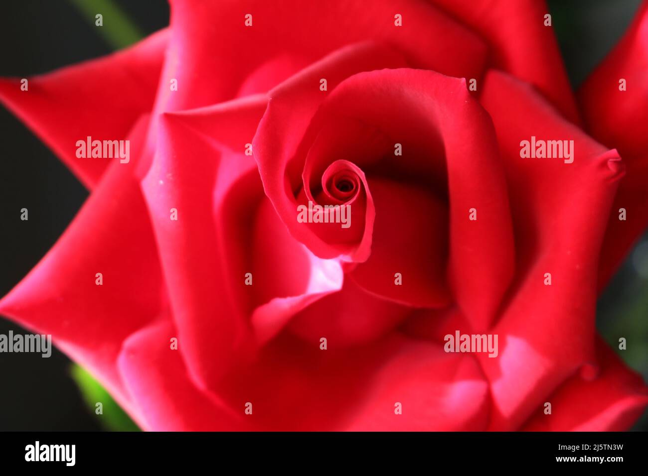 Rose flower up close Stock Photo - Alamy