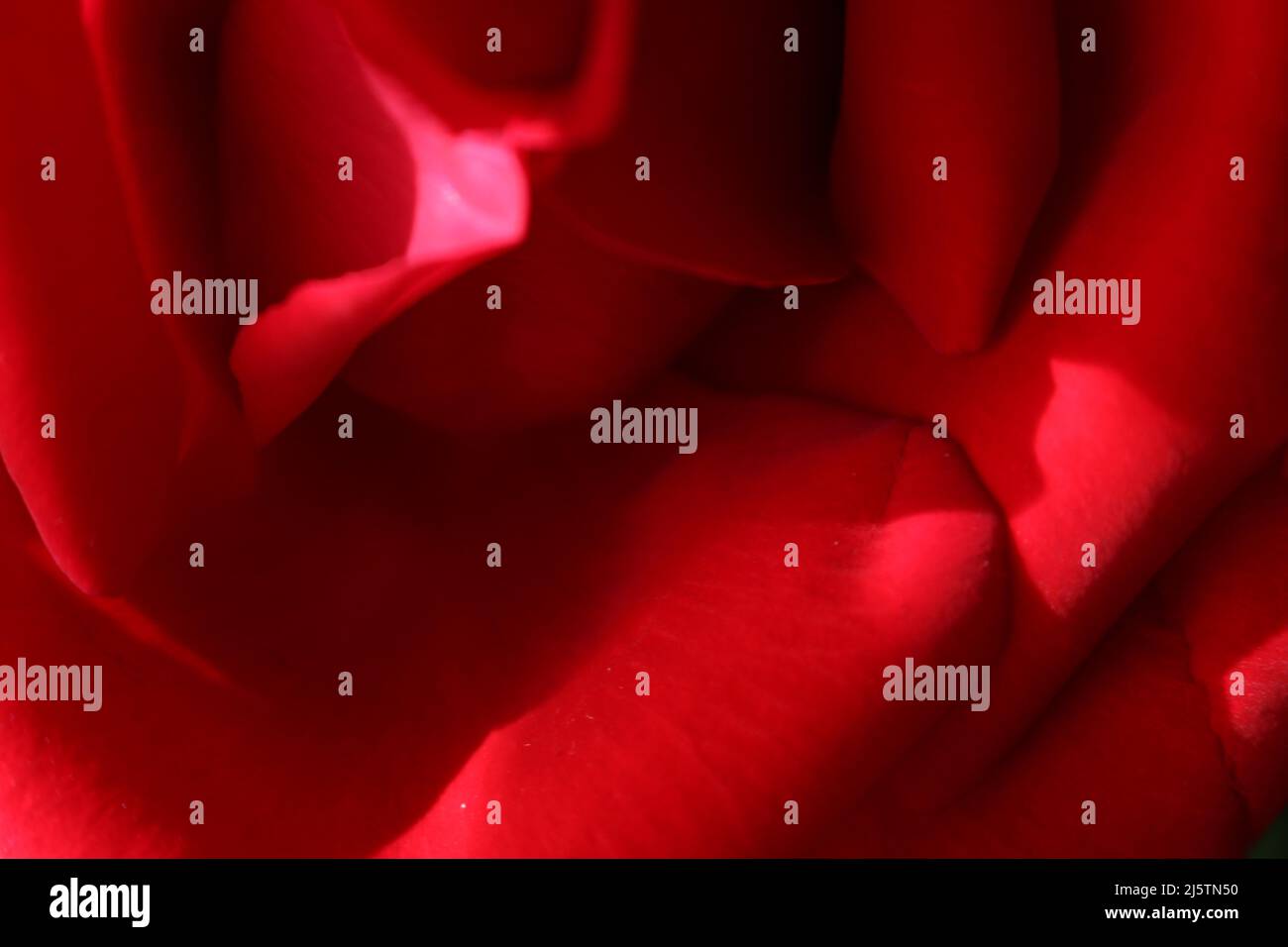 Rose flower up close Stock Photo - Alamy