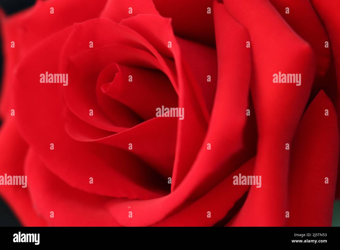 Rose flower up close Stock Photo - Alamy