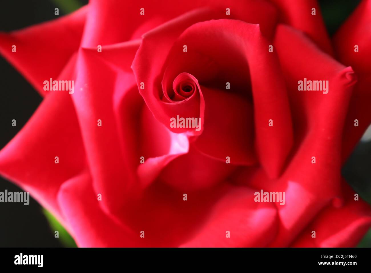 Rose flower up close Stock Photo - Alamy