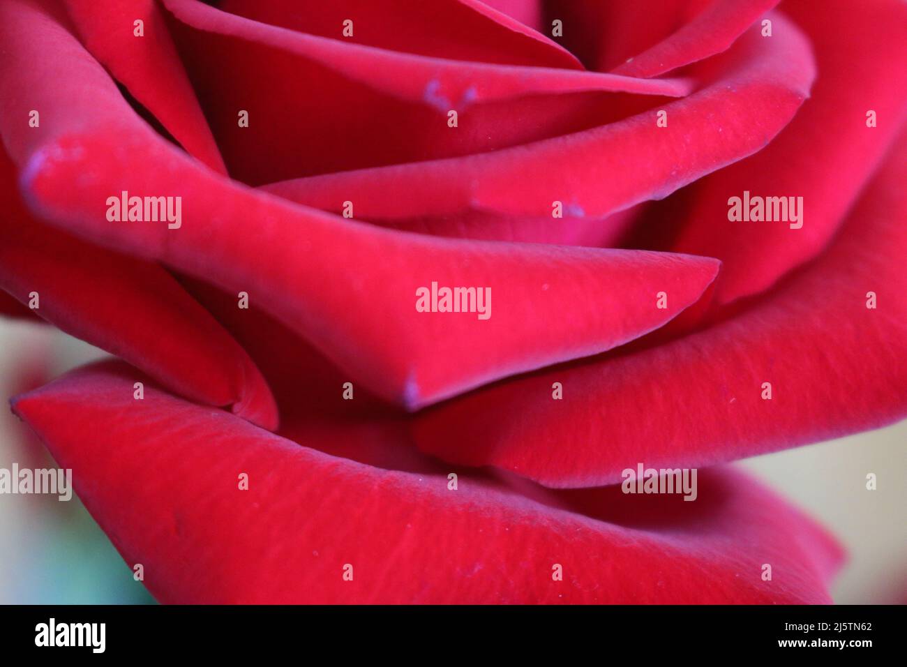 Rose flower up close Stock Photo - Alamy
