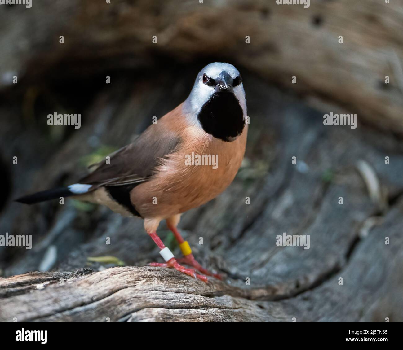 Black -Throated Finch Stock Photo - Alamy