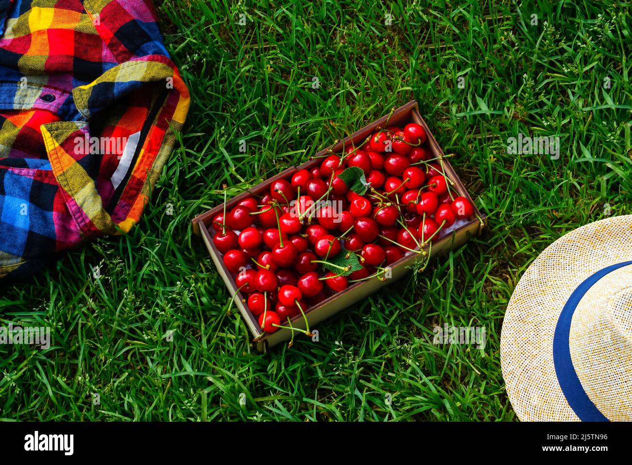 Defocus top view of box of sweet cherries, cropped hat and bright color ...