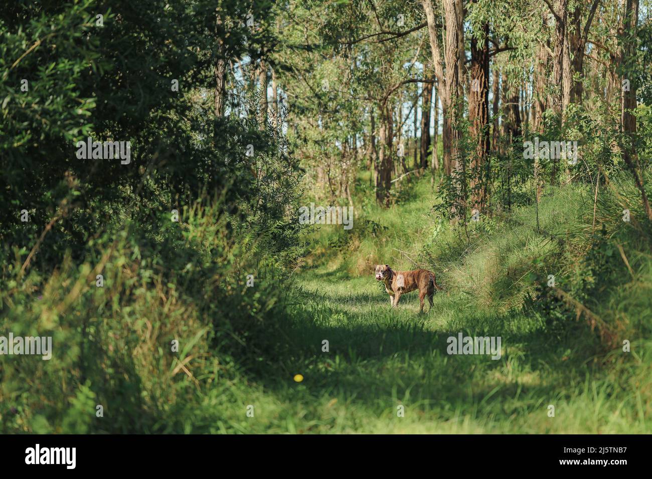 American bulldog exploring trail walk in the Australian bush Stock ...