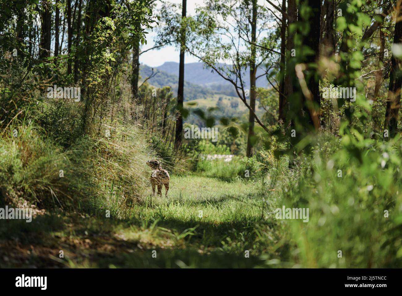 American bulldog exploring trail walk in the Australian bush Stock ...