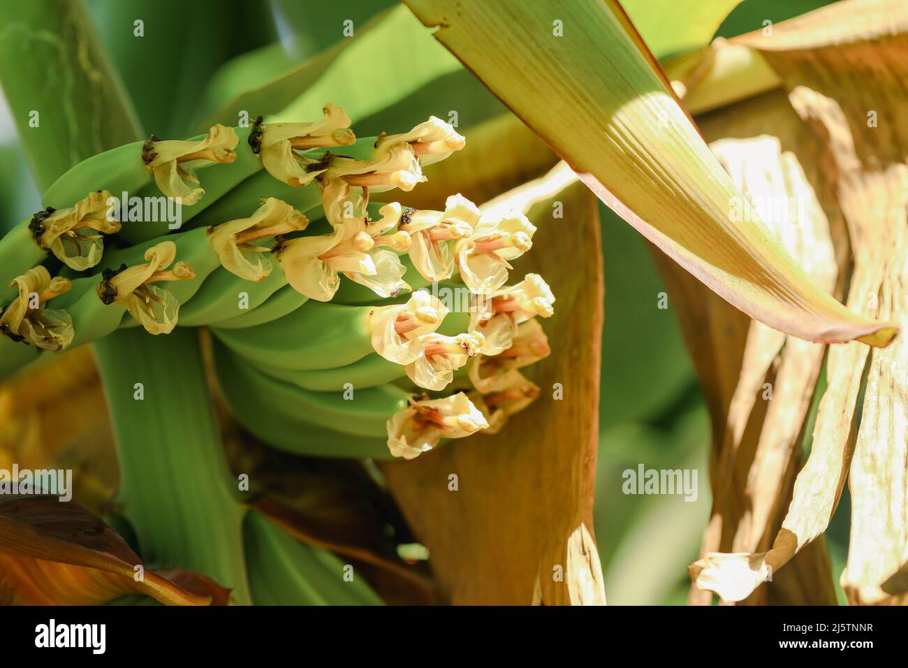 Australian banana plantation hi-res stock photography and images - Alamy