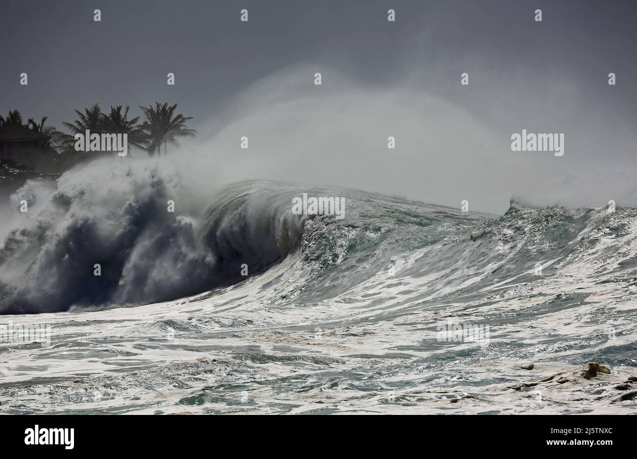 Palm tree and wave, Hawaii Stock Photo - Alamy