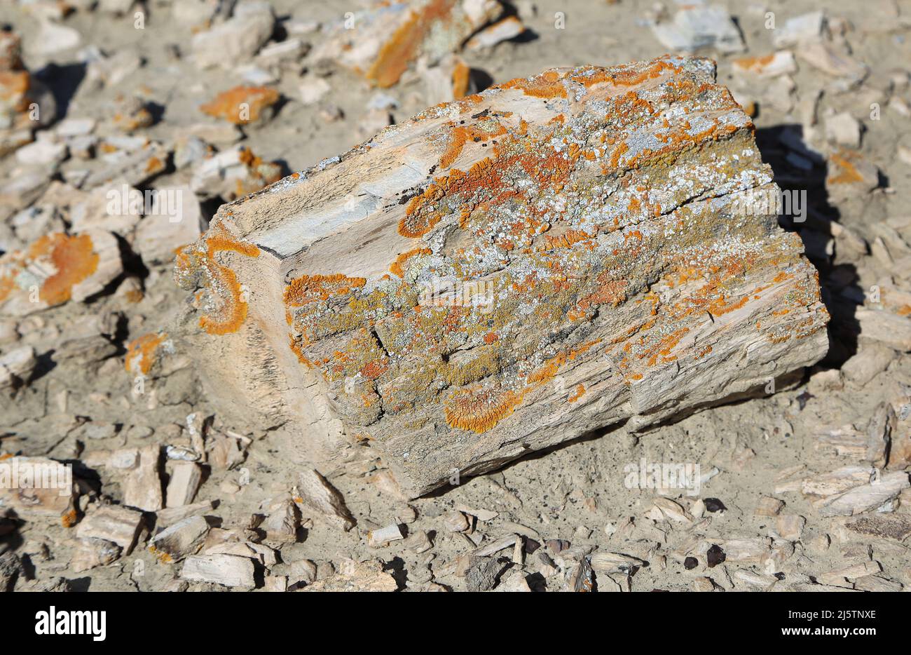 Colorful mold - New Mexico Stock Photo - Alamy