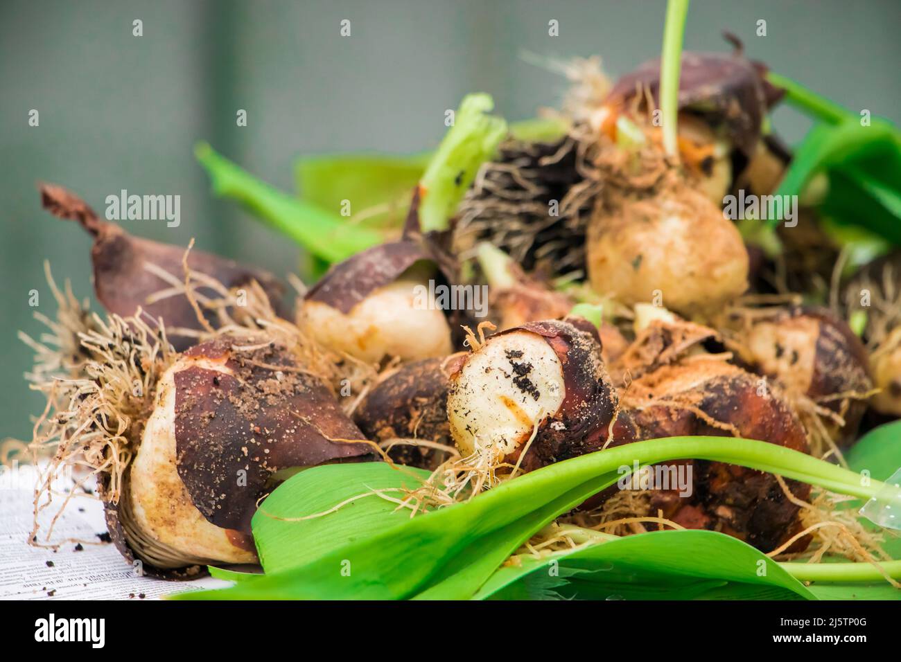 Tulip bulb production hi-res stock photography and images - Alamy