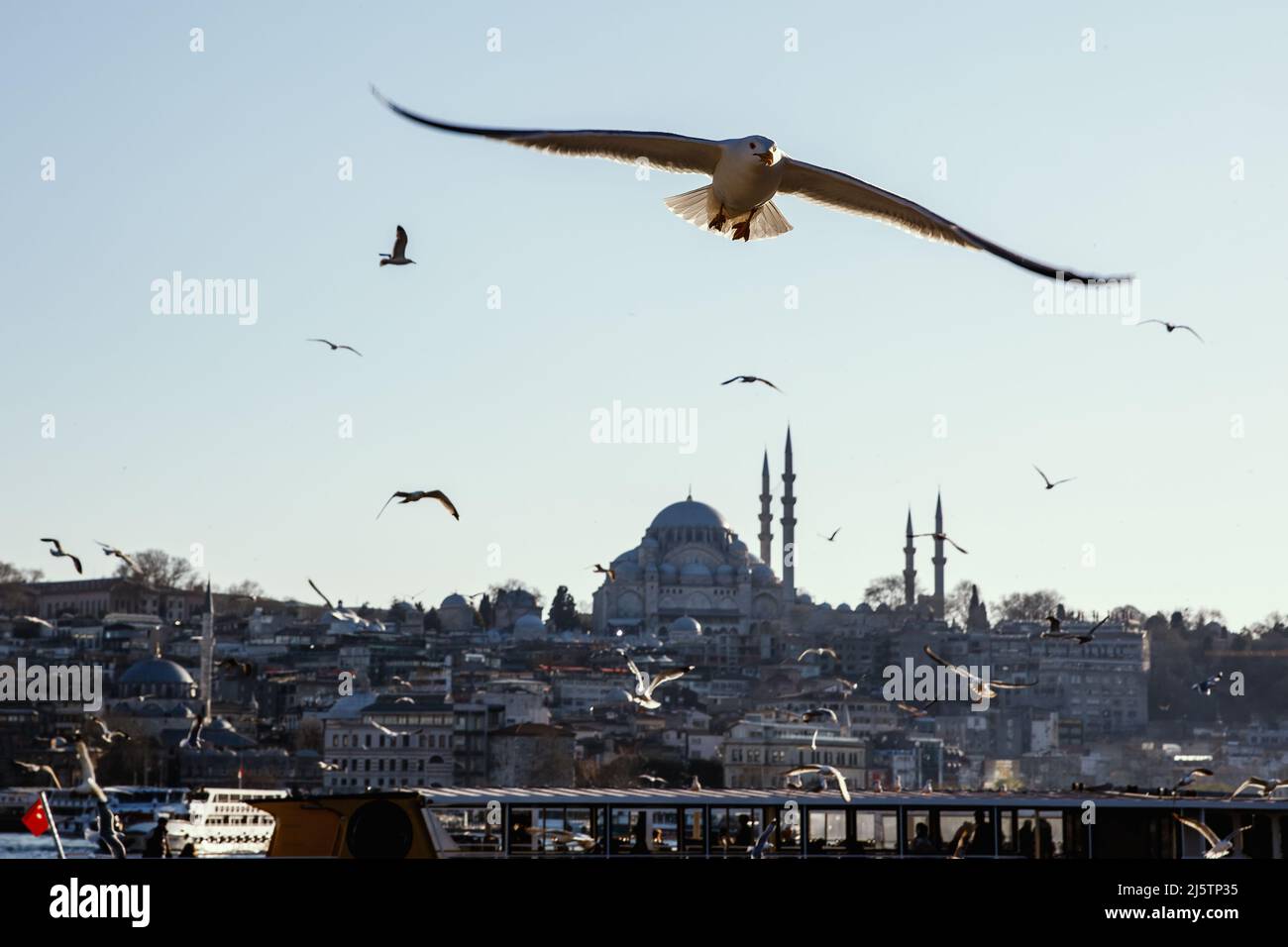 The seagull is flying over the Bosphorus and Suleymaniye Mosque in ...