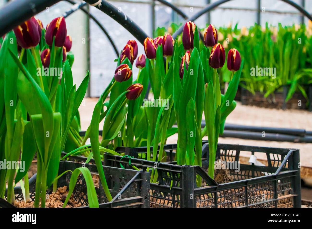 Burgundy tulips in seedling boxes. Growing flowers in greenhouse ...
