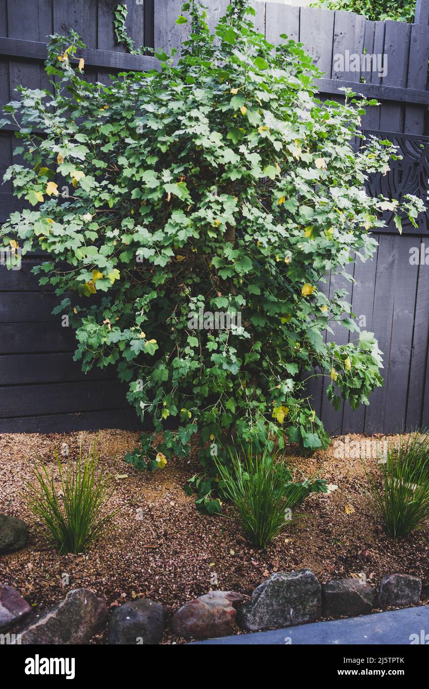 hibiscus syriacus tree and lomandra grasses outdoor in sunny backyard ...