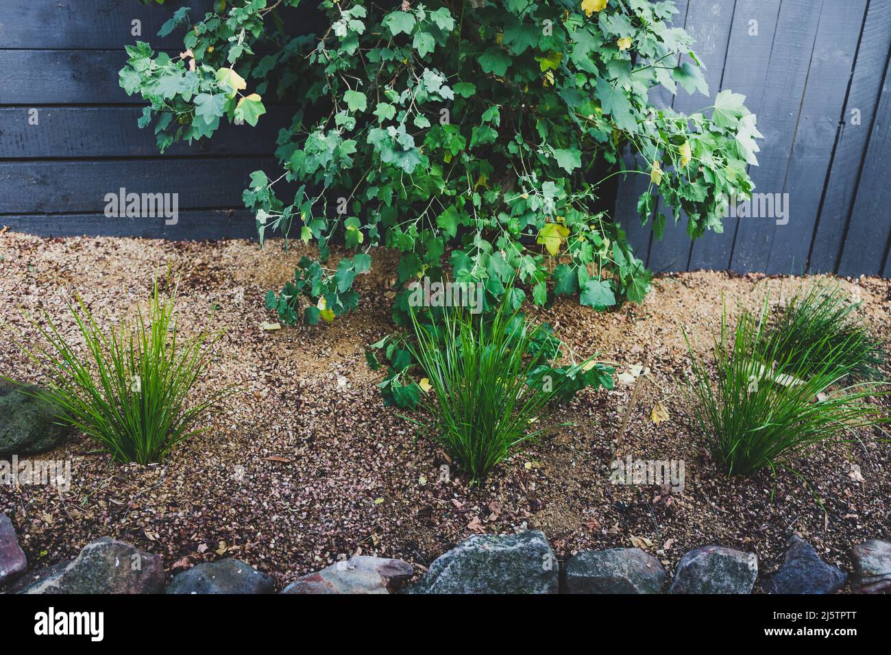 hibiscus syriacus tree and lomandra grasses outdoor in sunny backyard ...