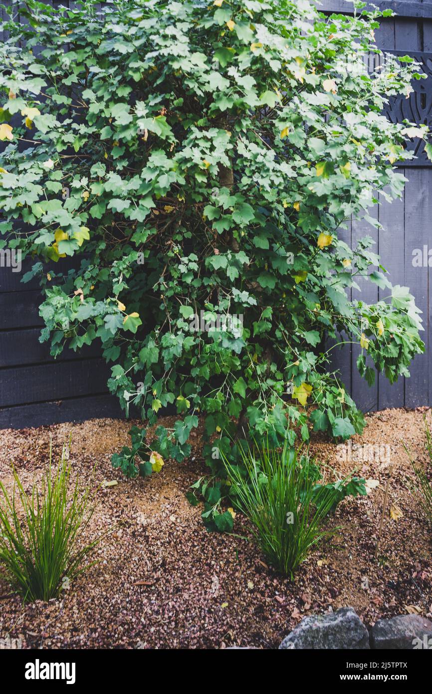 hibiscus syriacus tree and lomandra grasses outdoor in sunny backyard ...