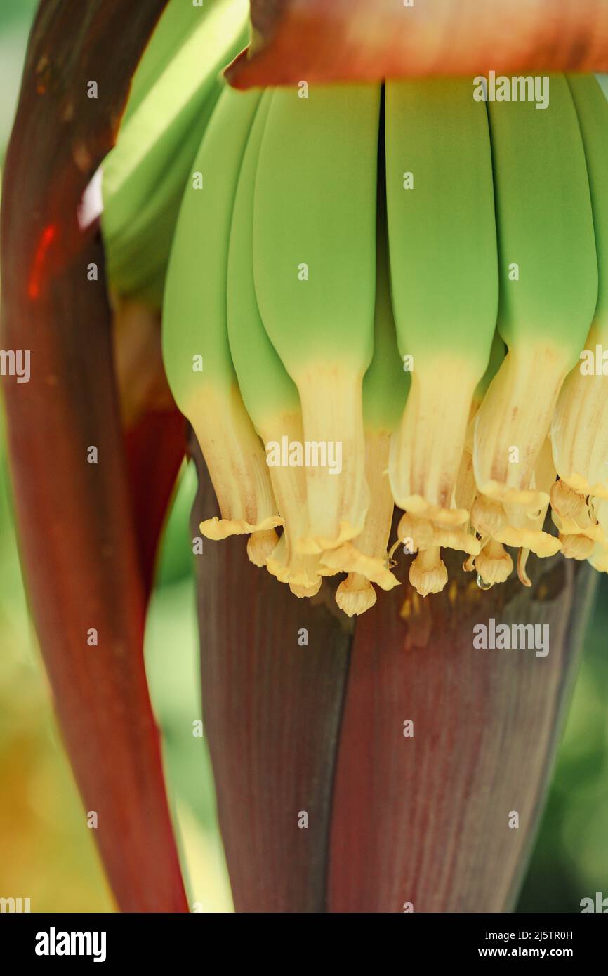 Australian bananas hi-res stock photography and images - Alamy