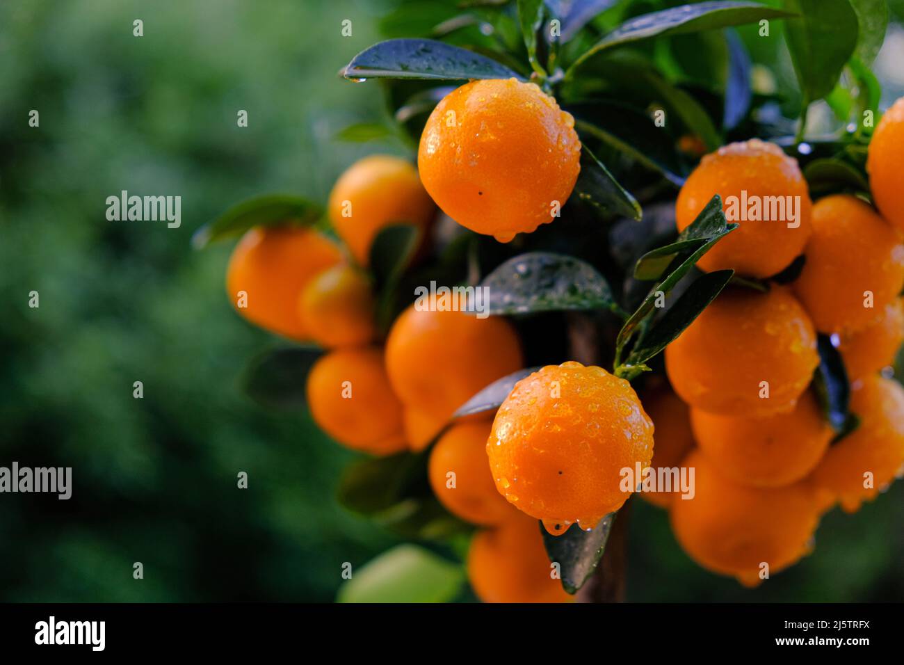 Tangerines bush in the garden.Mandarin Harvest. Organic Natural Farm ...
