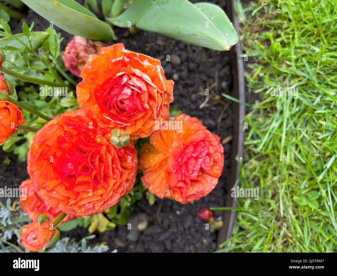 View from above of ranunculus red flowers in the garden covered with ...