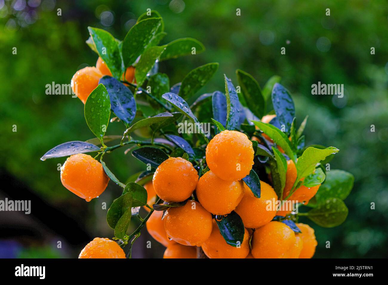Mandarins on a branch.Citrus fruit.Tangerines bush in the garden ...