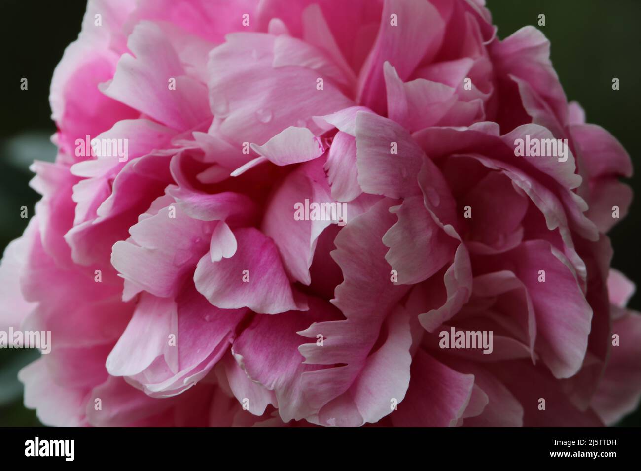 Pink Peony Bloom Stock Photo - Alamy