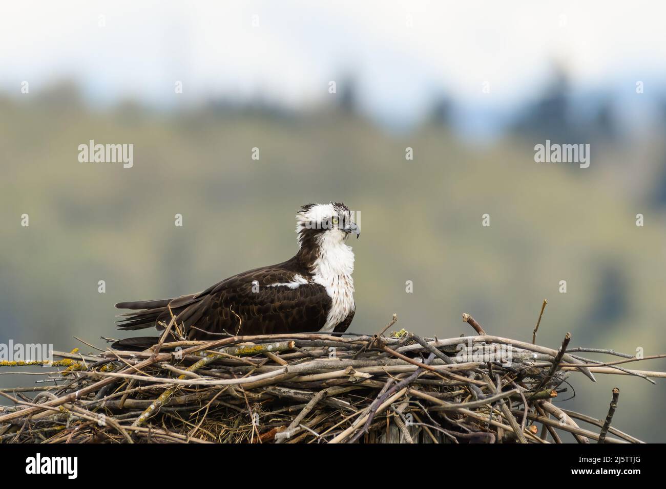 An Osprey sits on a large stick nest at the start of nesting season ...